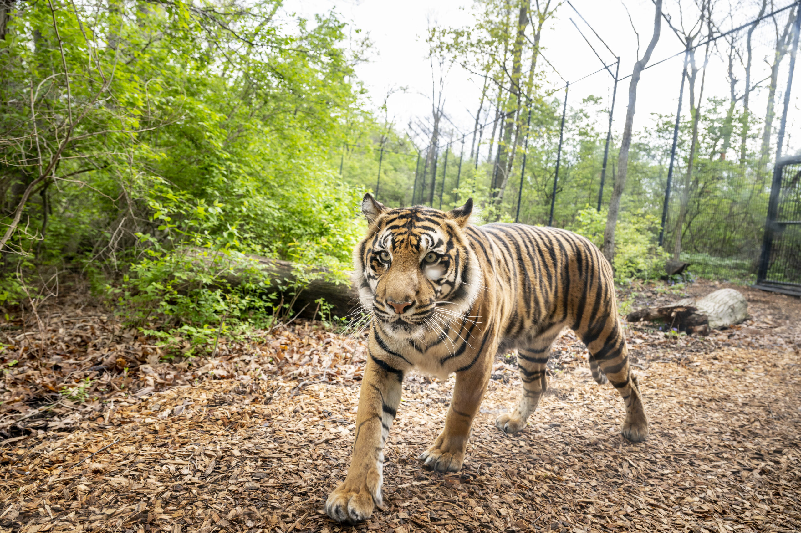 Paw-don Me, Have You Heard About WildCats Conservation Alliance? | Blog ...