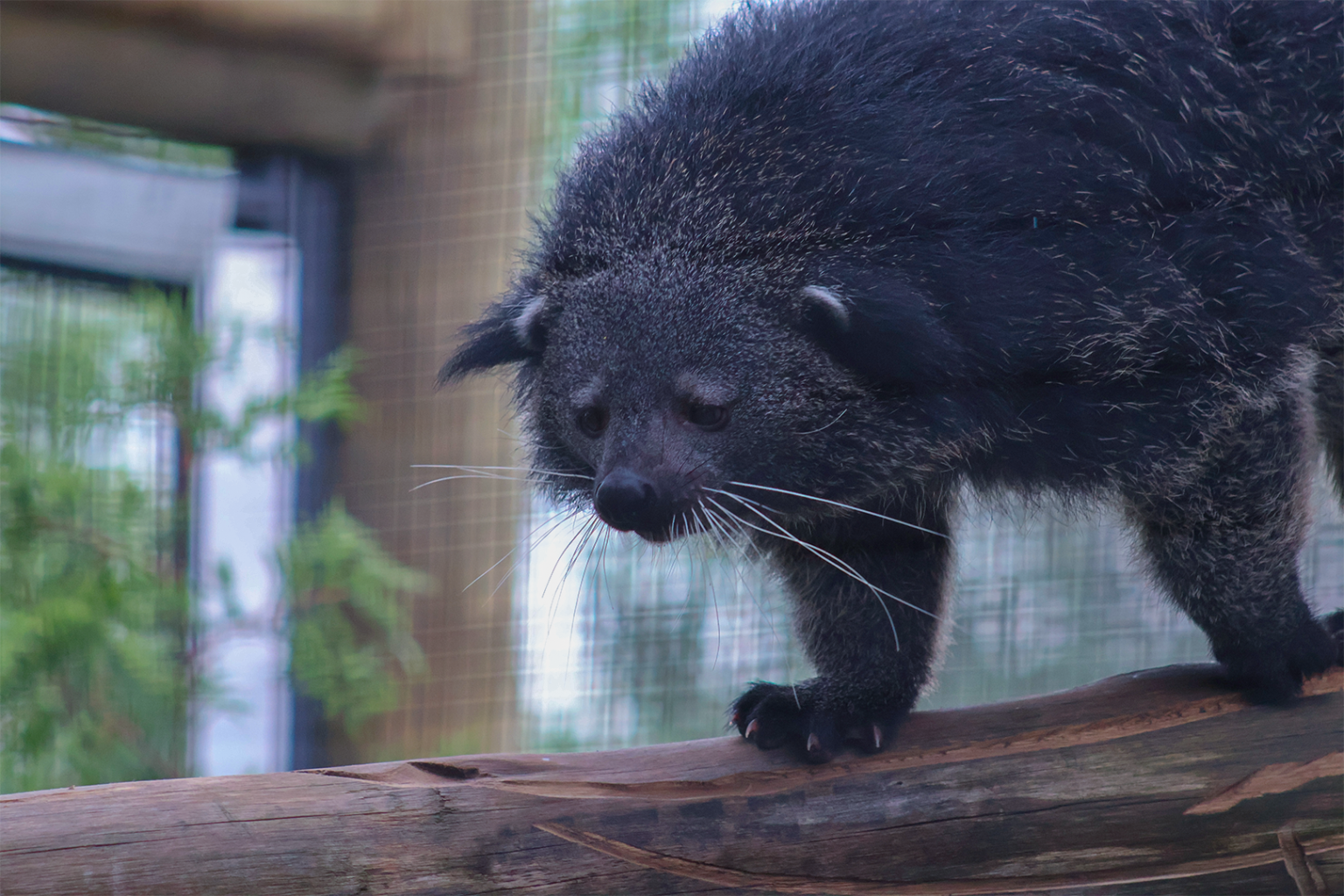Binturong | Our Animals | Fort Wayne Zoo