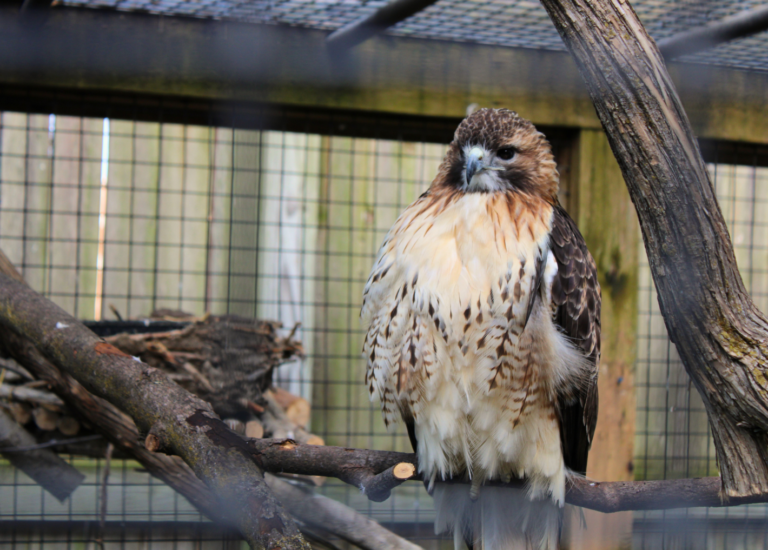 Red-tailed Hawk | Our Animals | Fort Wayne Zoo