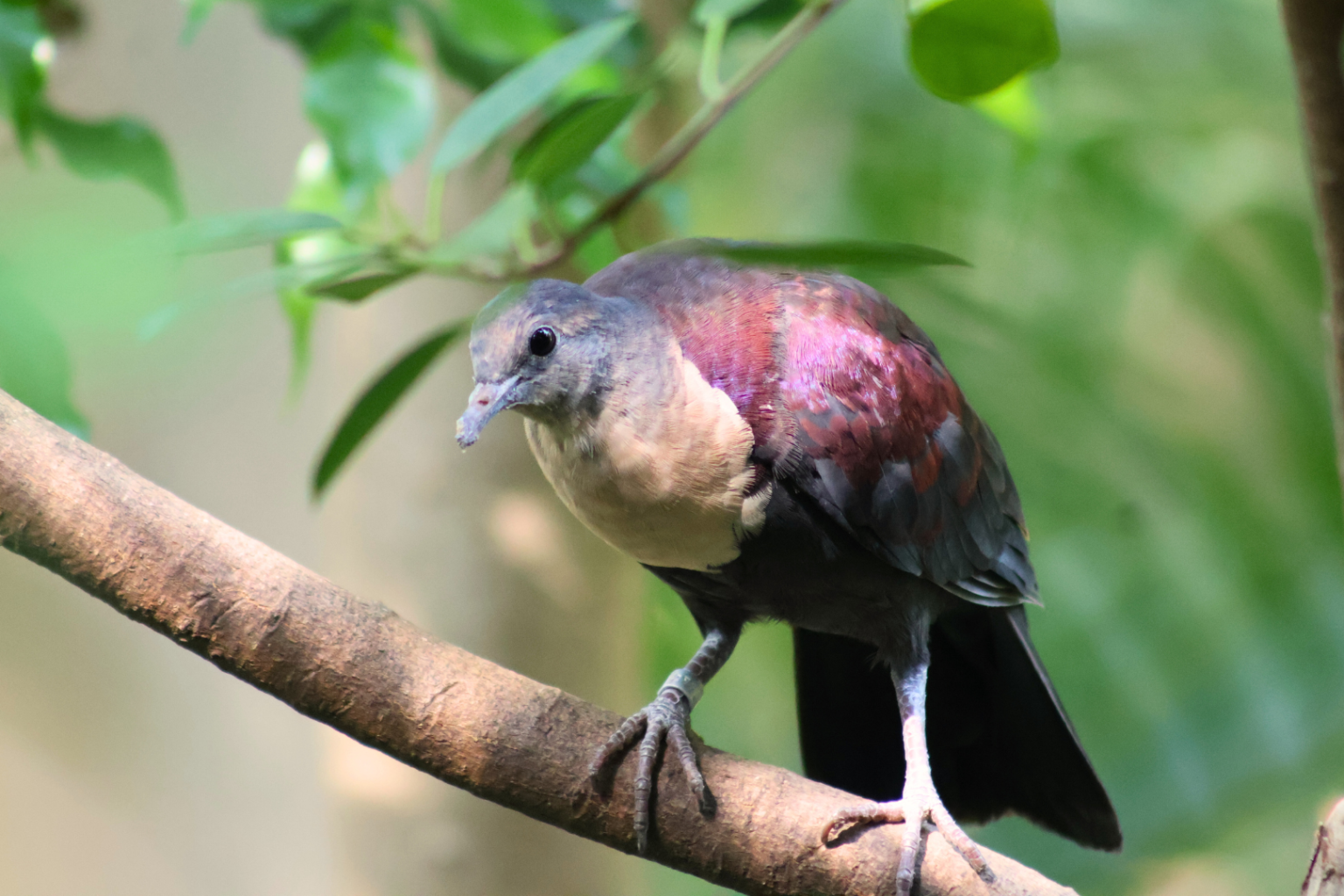 White-throated Ground Dove | Our Animals | Fort Wayne Zoo