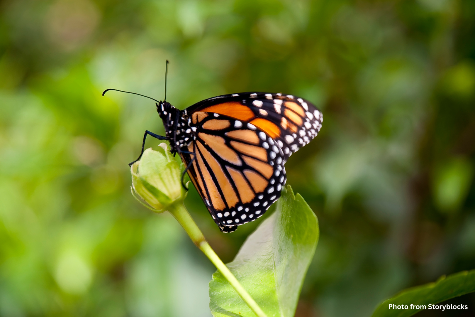 Motus Towers are Helping Scientists Learn about Migrating Species ...