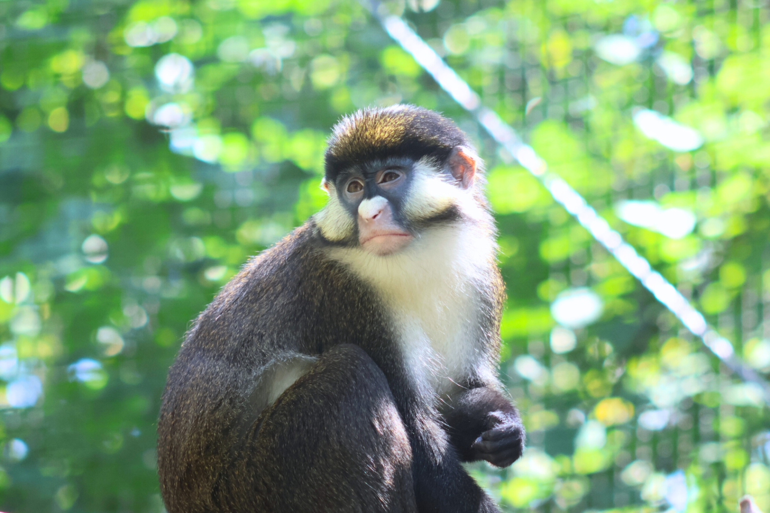 Schmidt’s Red-tailed Monkey | Our Animals | Fort Wayne Zoo