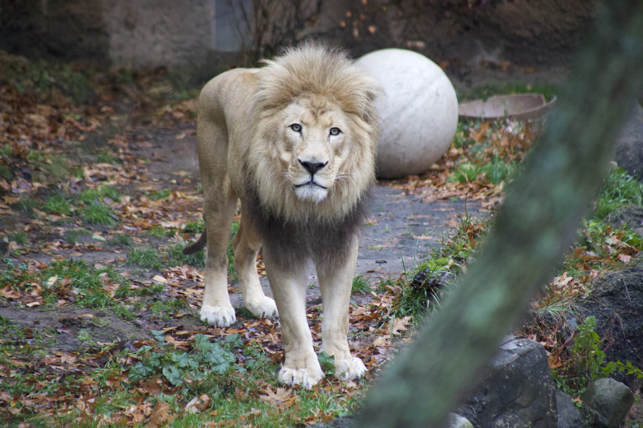 There’s a New Mane Man at the Fort Wayne Zoo | Blog | Fort Wayne Zoo