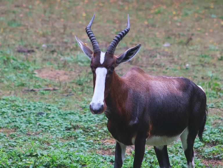 Bontebok | Our Animals | Fort Wayne Zoo