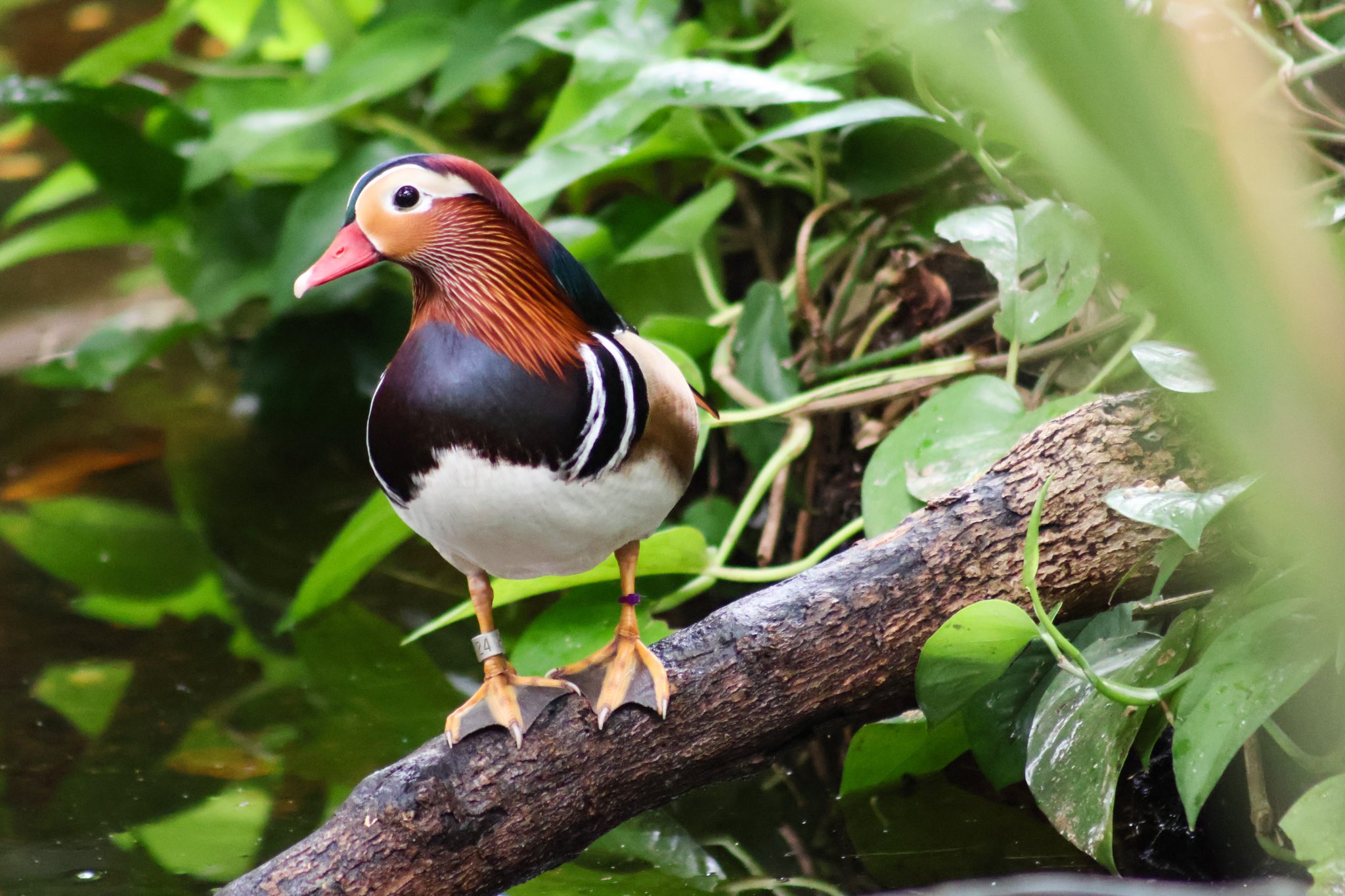 Mandarin Duck | Our Animals | Fort Wayne Zoo